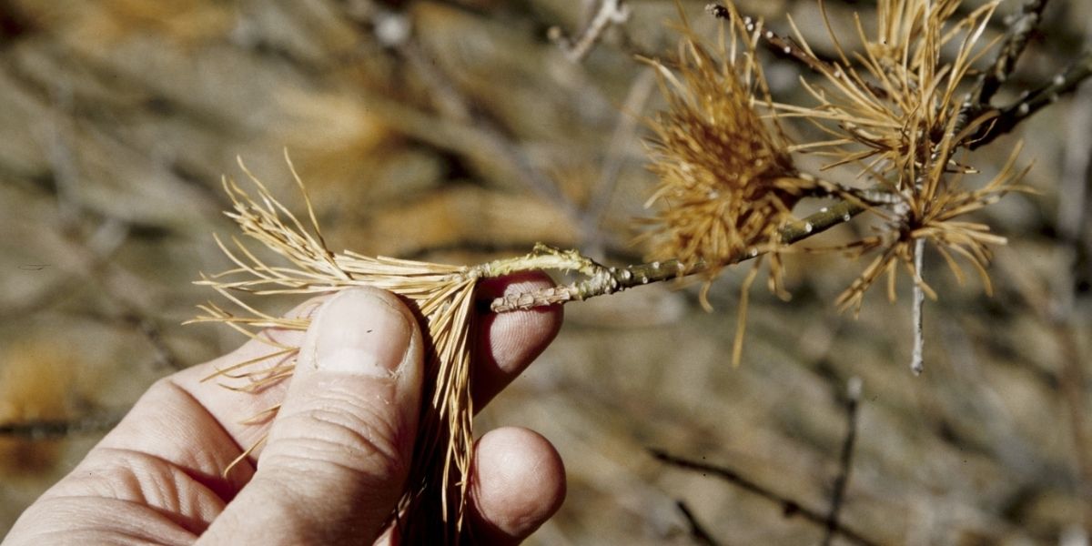 Avoid Winter Salt Damage to Plants: 7 Simple Tips - Alpine Tree Service