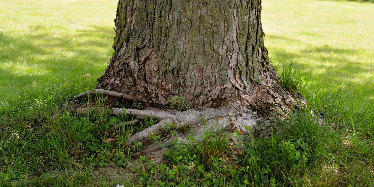 What Are Girdling Roots, and What Can You Do About Them? - Alpine Tree ...