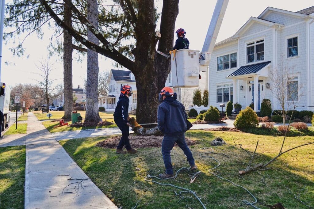 Alpine Tree Service - Morristown, NJ & Surrounding Areas