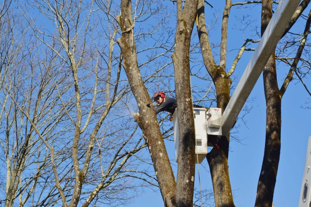 Alpine Tree Service - Morristown, NJ & Surrounding Areas