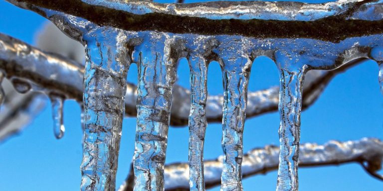Ice-Covered Trees? What To Do [And What NOT To Do!] - Alpine Tree Service